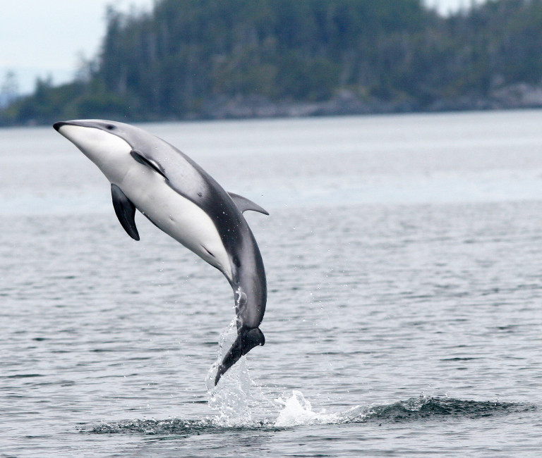dolphin-belly – #SciFund Challenge